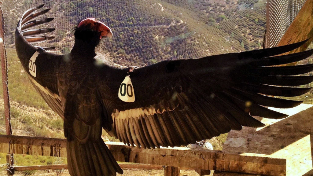 California condor chick successfully fledged from Santa Barbara ...