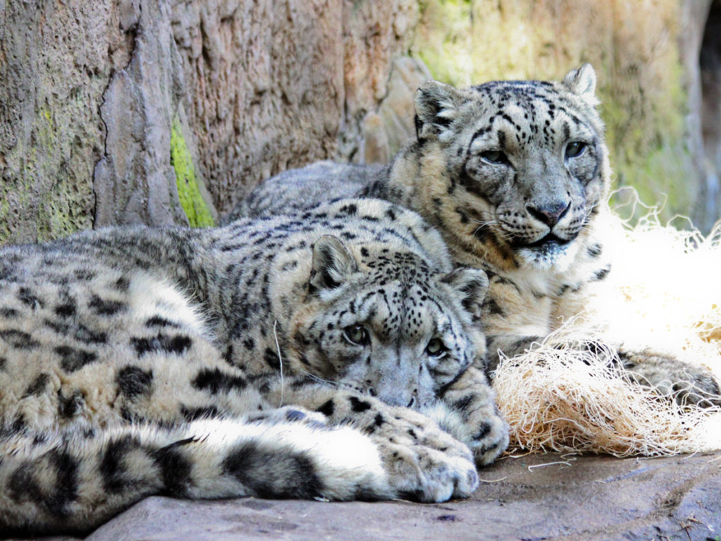 Snow leopard dies at Santa Barbara Zoo