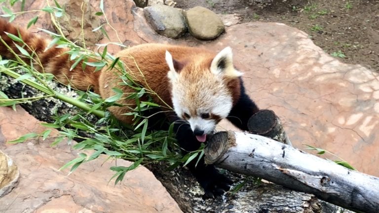 Atascadero zoo to celebrate new red panda exhibit Saturday