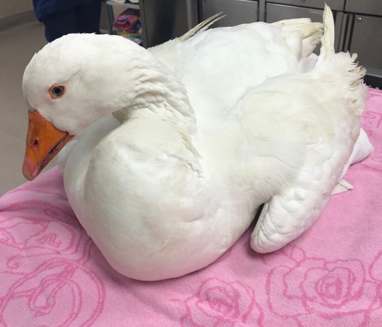 Goose with stomach full of trash treated at Santa Maria animal shelter