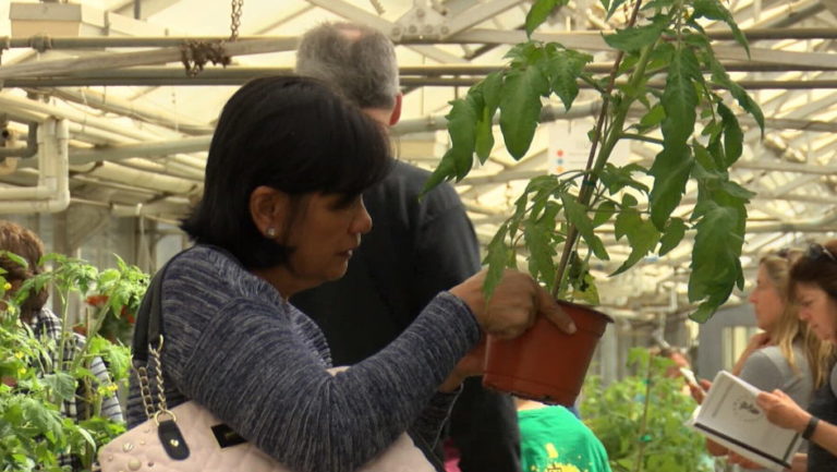 Stock up on tomato plants at Cal Poly’s Tomato Spectacular