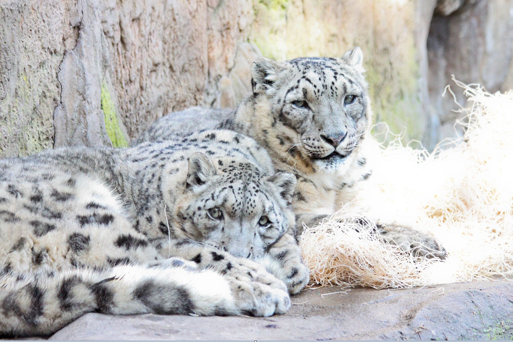 Oldest Snow Leopard in the world dies at Santa Barbara Zoo