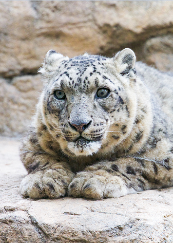 Oldest Snow Leopard in the world dies at Santa Barbara Zoo
